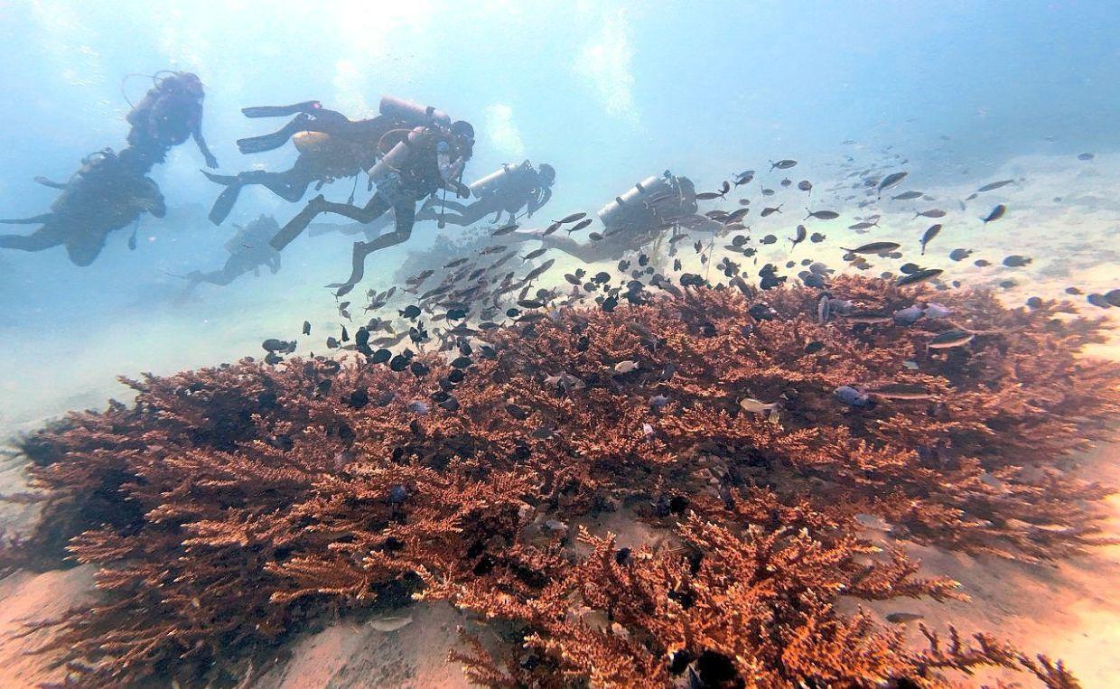 Mersing islands comparable to Maldives – Tourism Johor