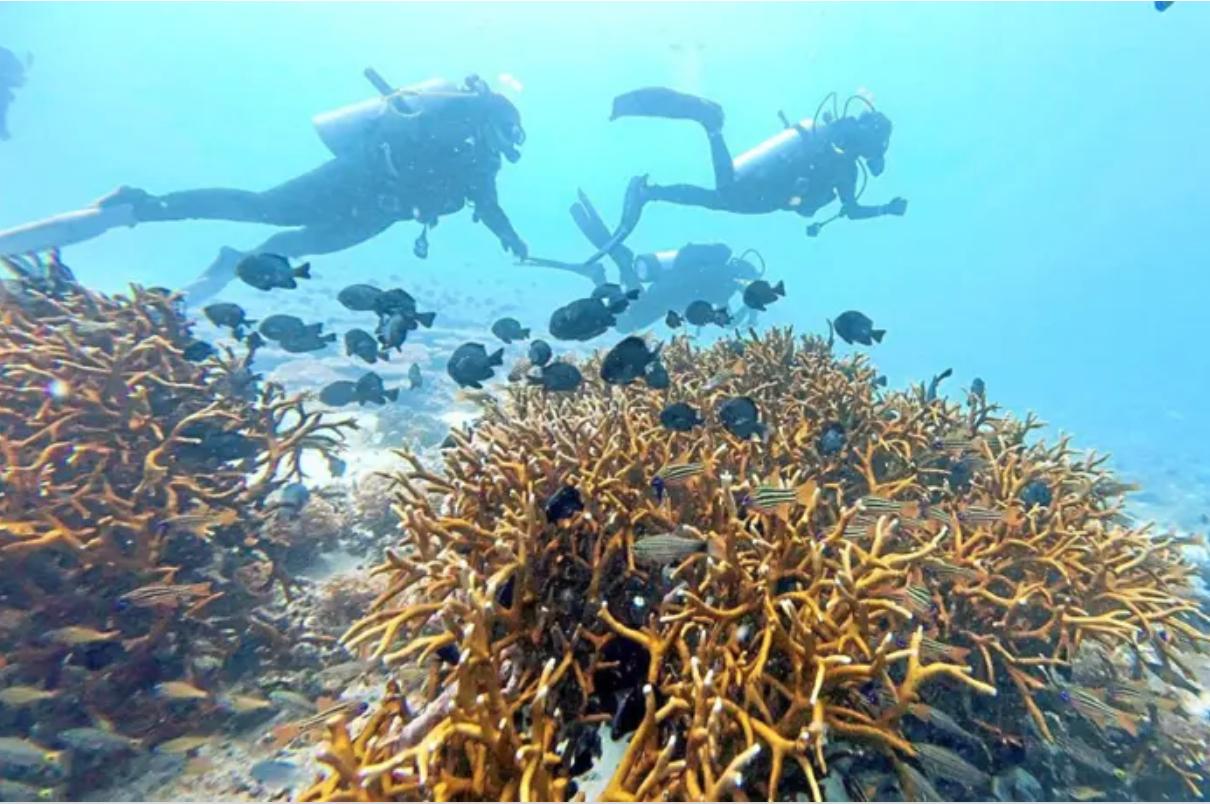 Mersing diving into global spotlight – Tourism Johor